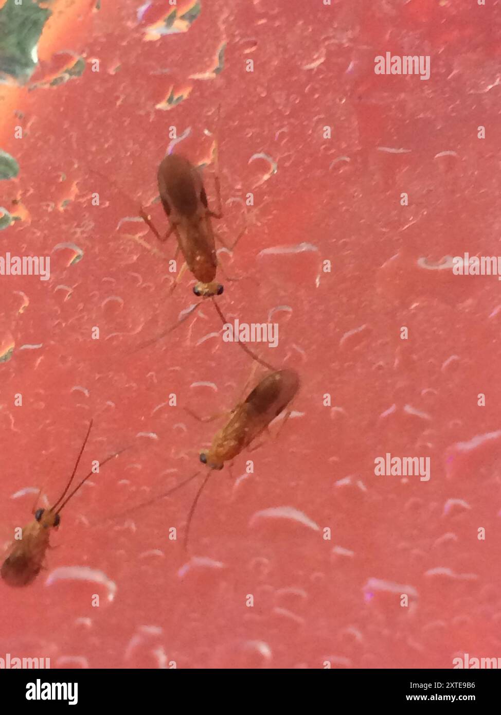 Narrow-waisted Wasps, Ants, and Bees (Apocrita) Insecta Stock Photo - Alamy