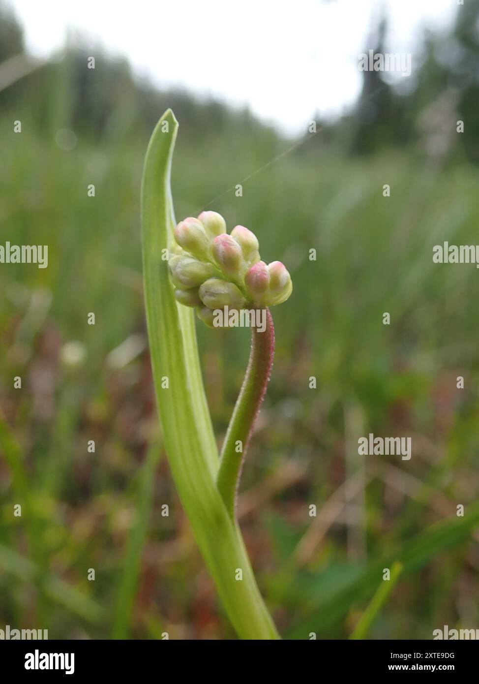 Sticky False Asphodel (Triantha glutinosa) Plantae Stock Photo - Alamy