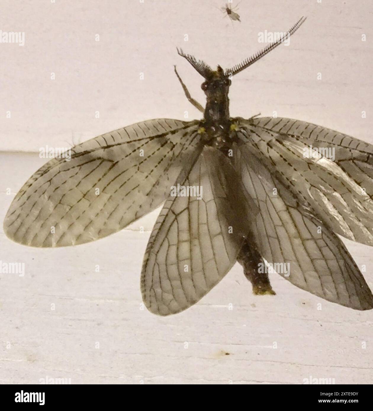 Summer Fishfly (Chauliodes pectinicornis) Insecta Stock Photo - Alamy