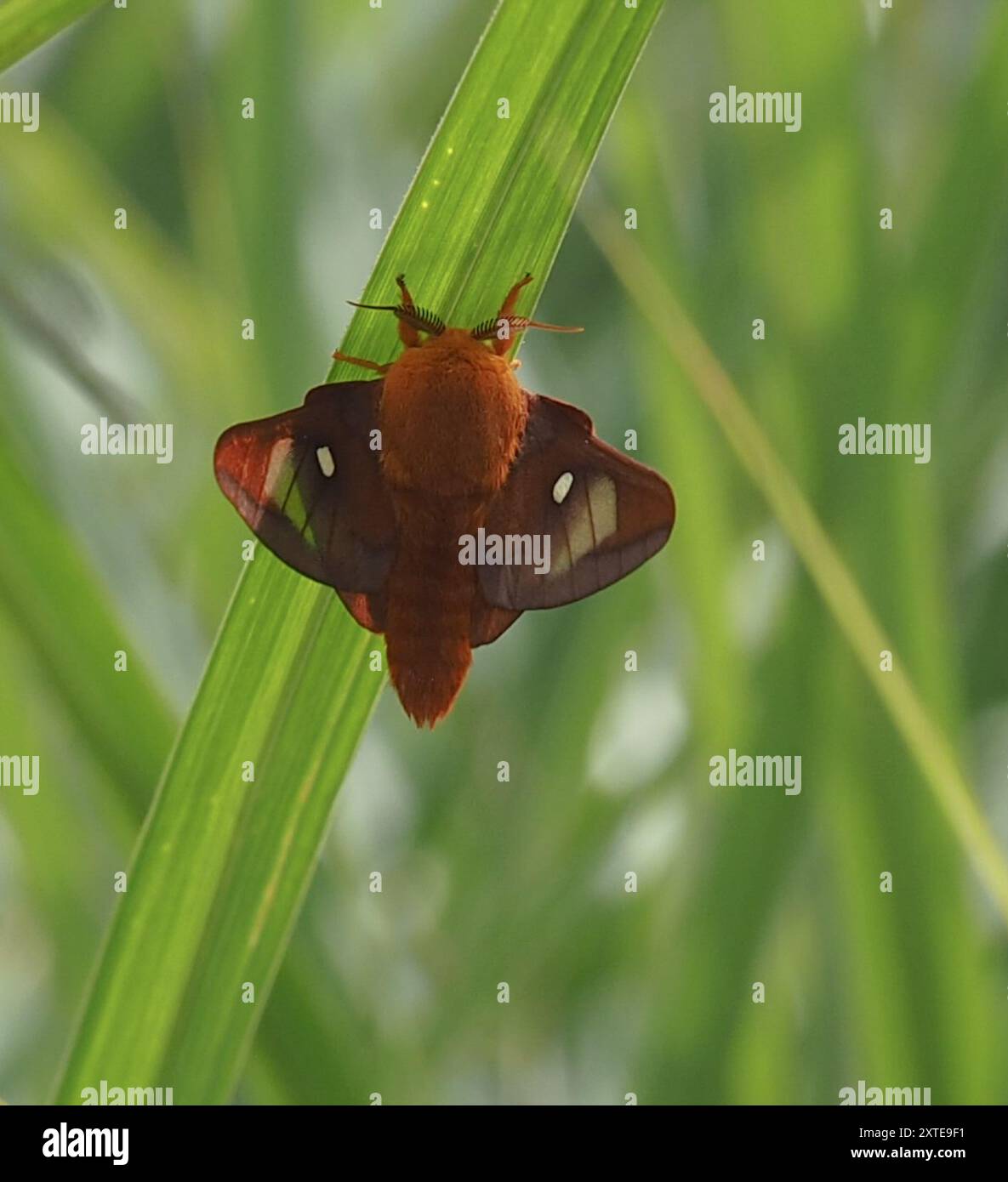Pink-striped Oakworm Moth (Anisota virginiensis) Insecta Stock Photo ...