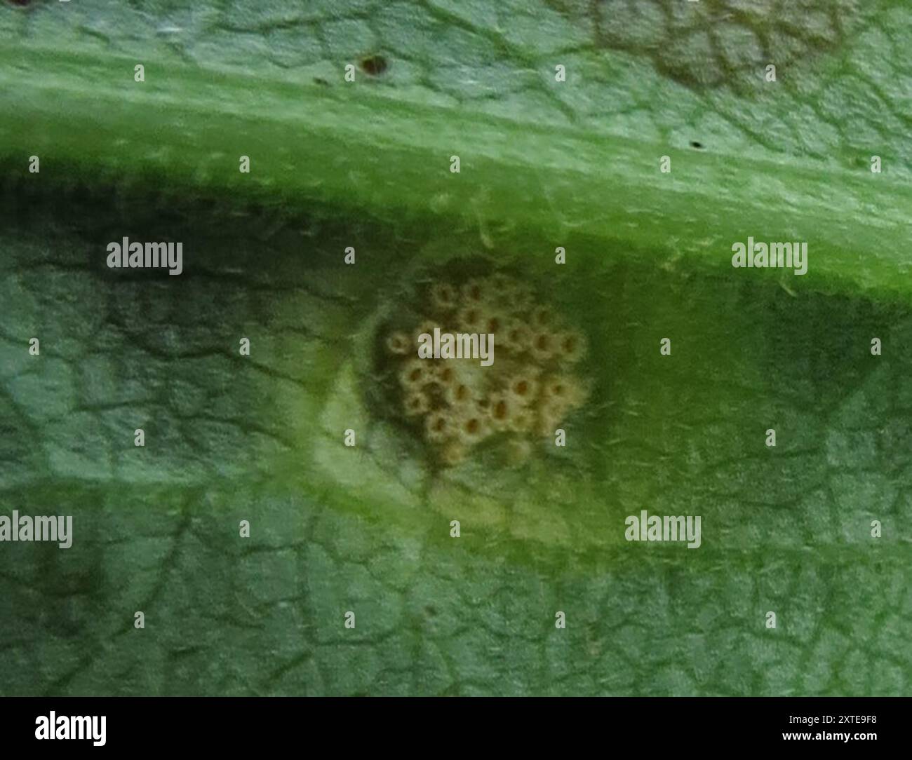 rust fungi (Pucciniales) Fungi Stock Photo - Alamy