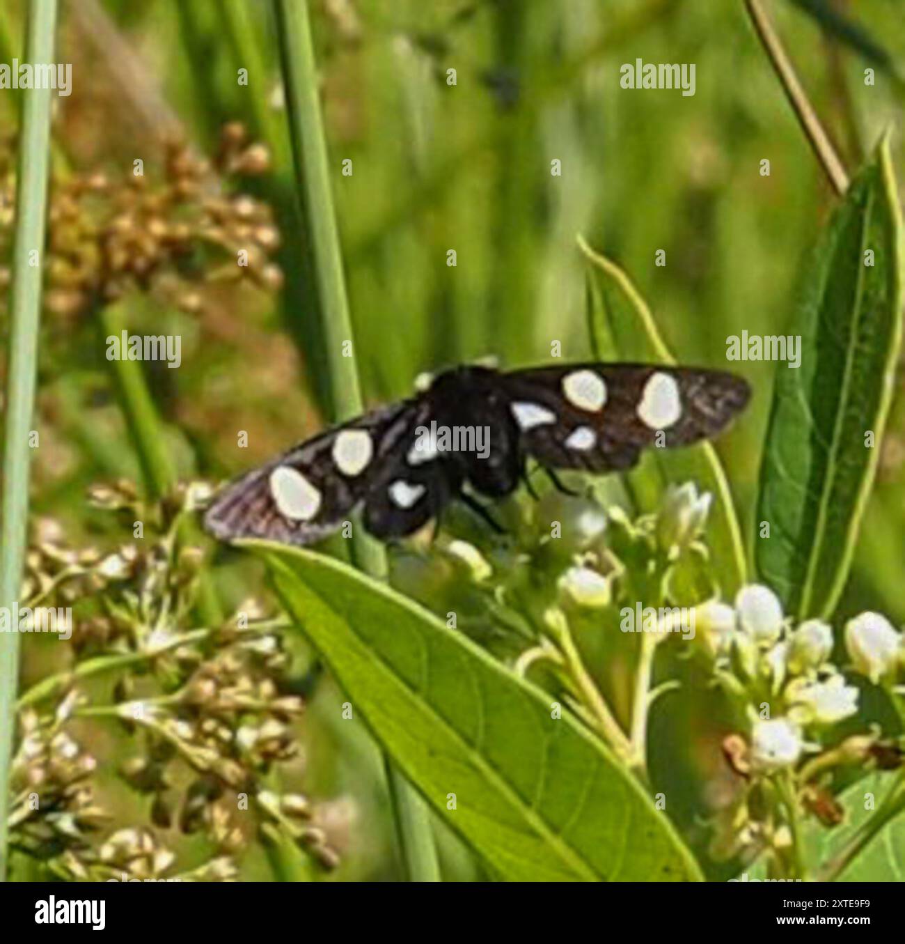Eight-spotted Forester Moth (Alypia octomaculata) Insecta Stock Photo ...