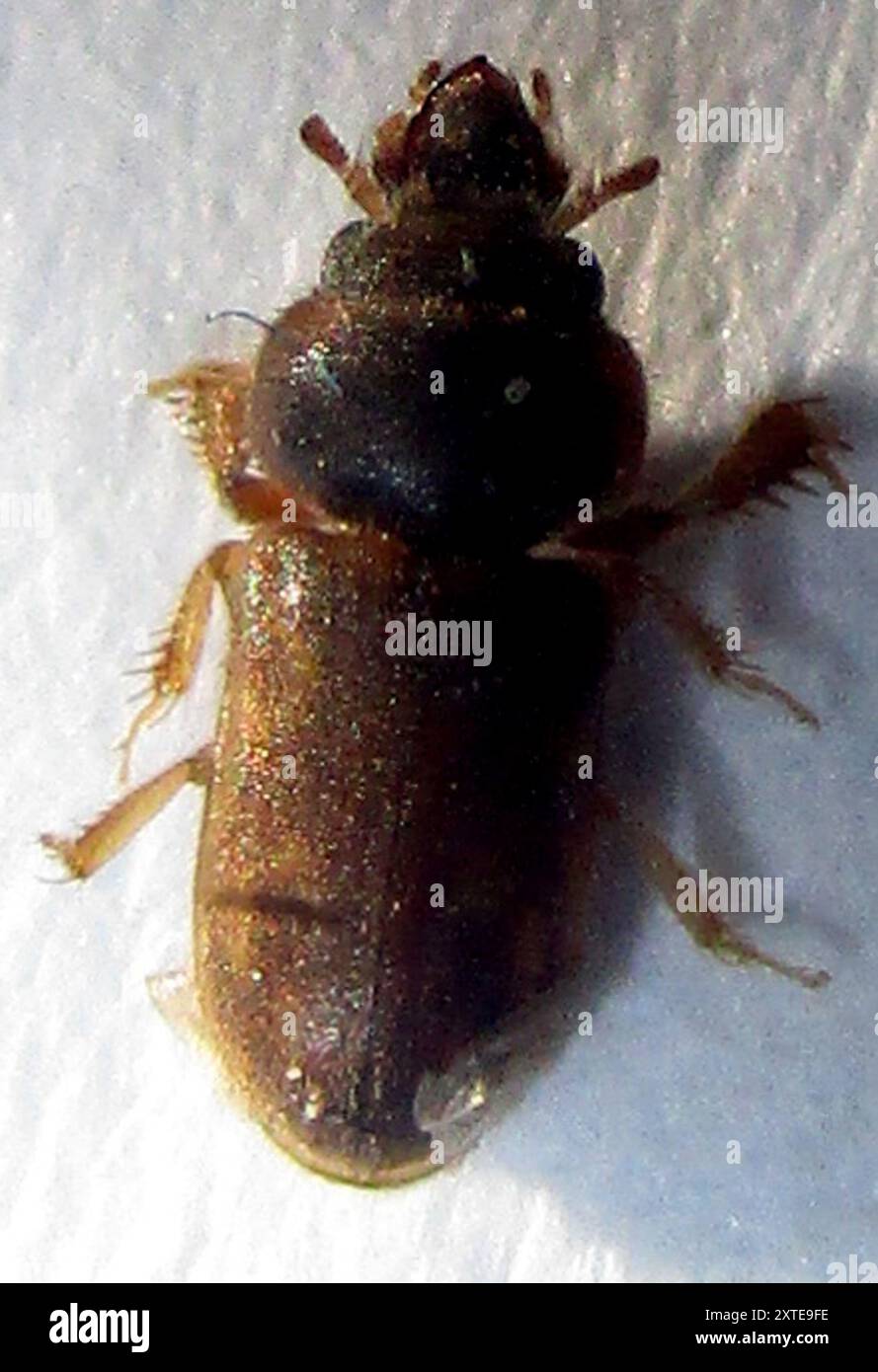 Variegated Mud-loving Beetles (Heteroceridae) Insecta Stock Photo - Alamy