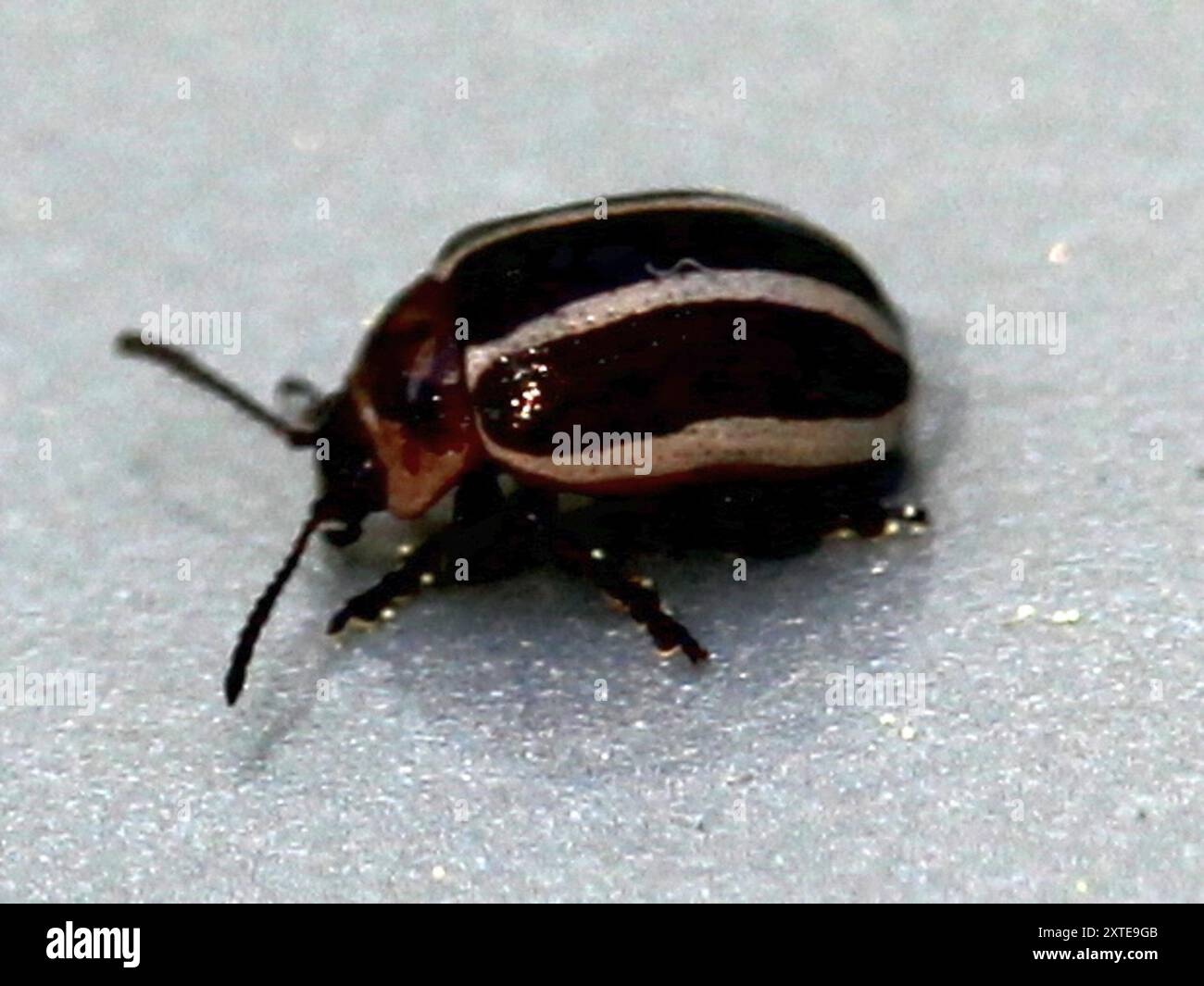 Coreopsis Beetle (Calligrapha californica) Insecta Stock Photo - Alamy