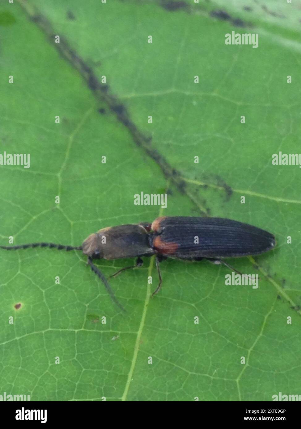 (Athous scapularis) Insecta Stock Photo - Alamy