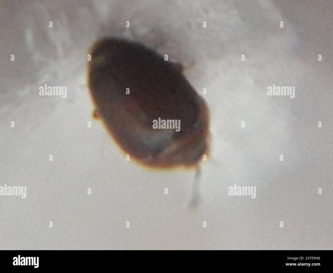 Minute Hooded Beetles (Corylophidae) Insecta Stock Photo - Alamy