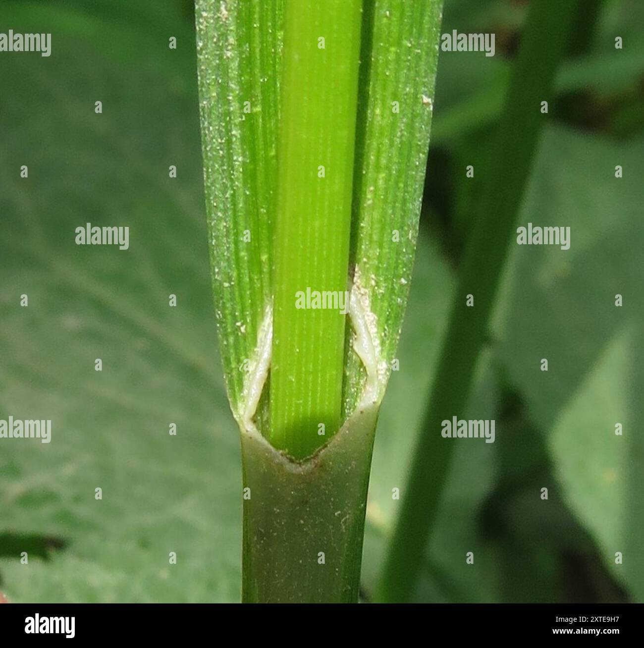Gray's sedge (Carex grayi) Plantae Stock Photo - Alamy