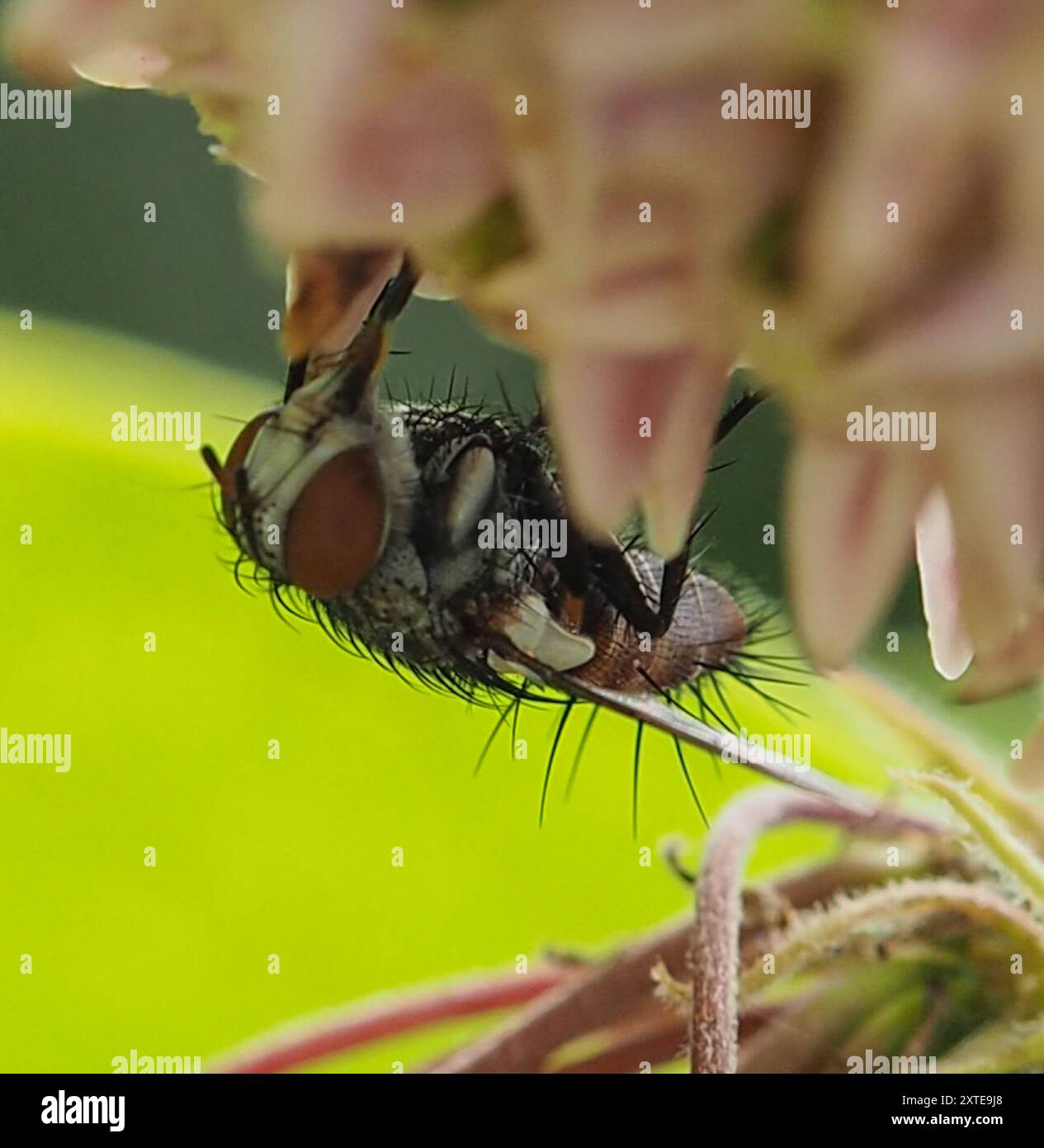 Flies (Diptera) Insecta Stock Photo - Alamy