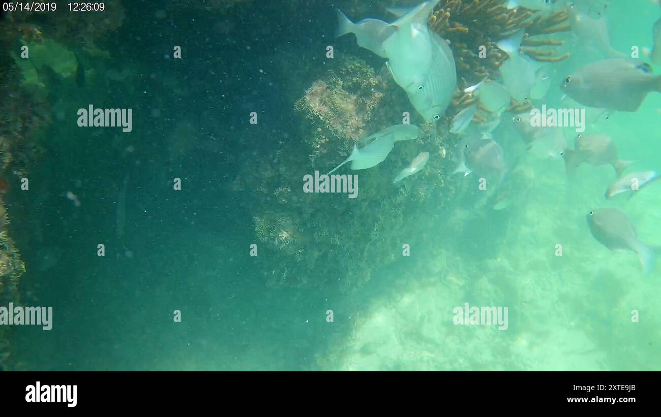 Bermuda Chub (Kyphosus sectatrix) Actinopterygii Stock Photo - Alamy