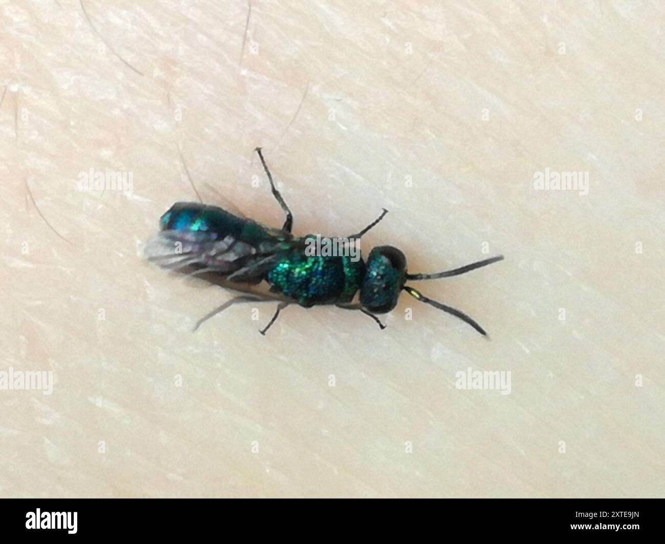 Blue Cuckoo Wasp (Trichrysis cyanea) Insecta Stock Photo - Alamy