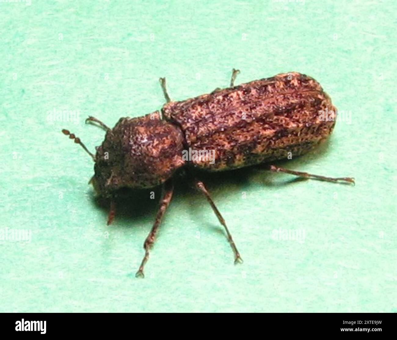 Two-horned Powder-post Beetle (Lichenophanes bicornis) Insecta Stock ...