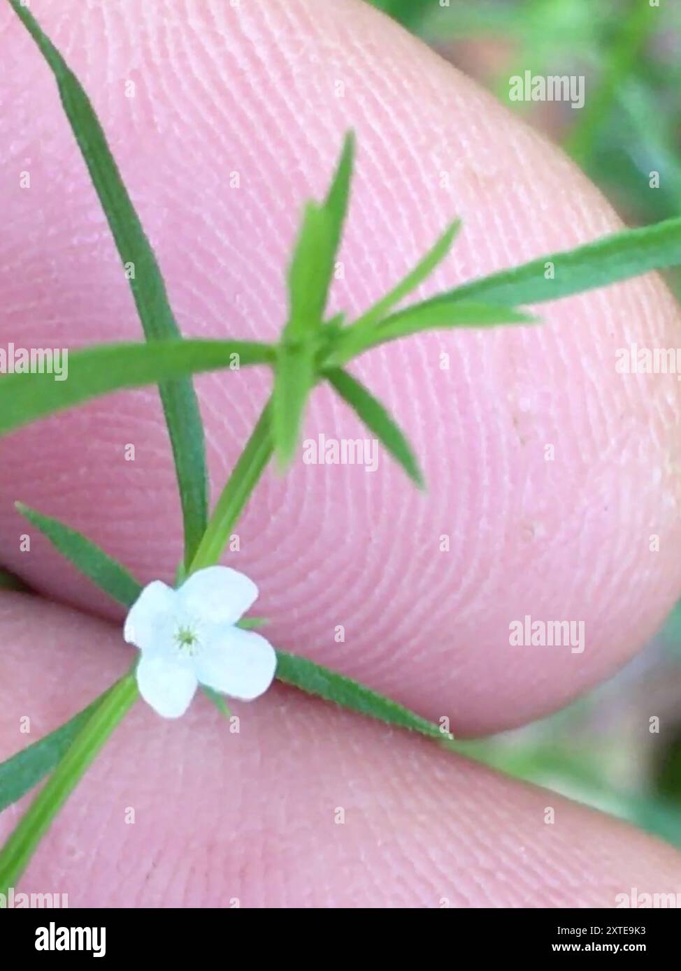 Rust Weed (Polypremum procumbens) Plantae Stock Photo - Alamy