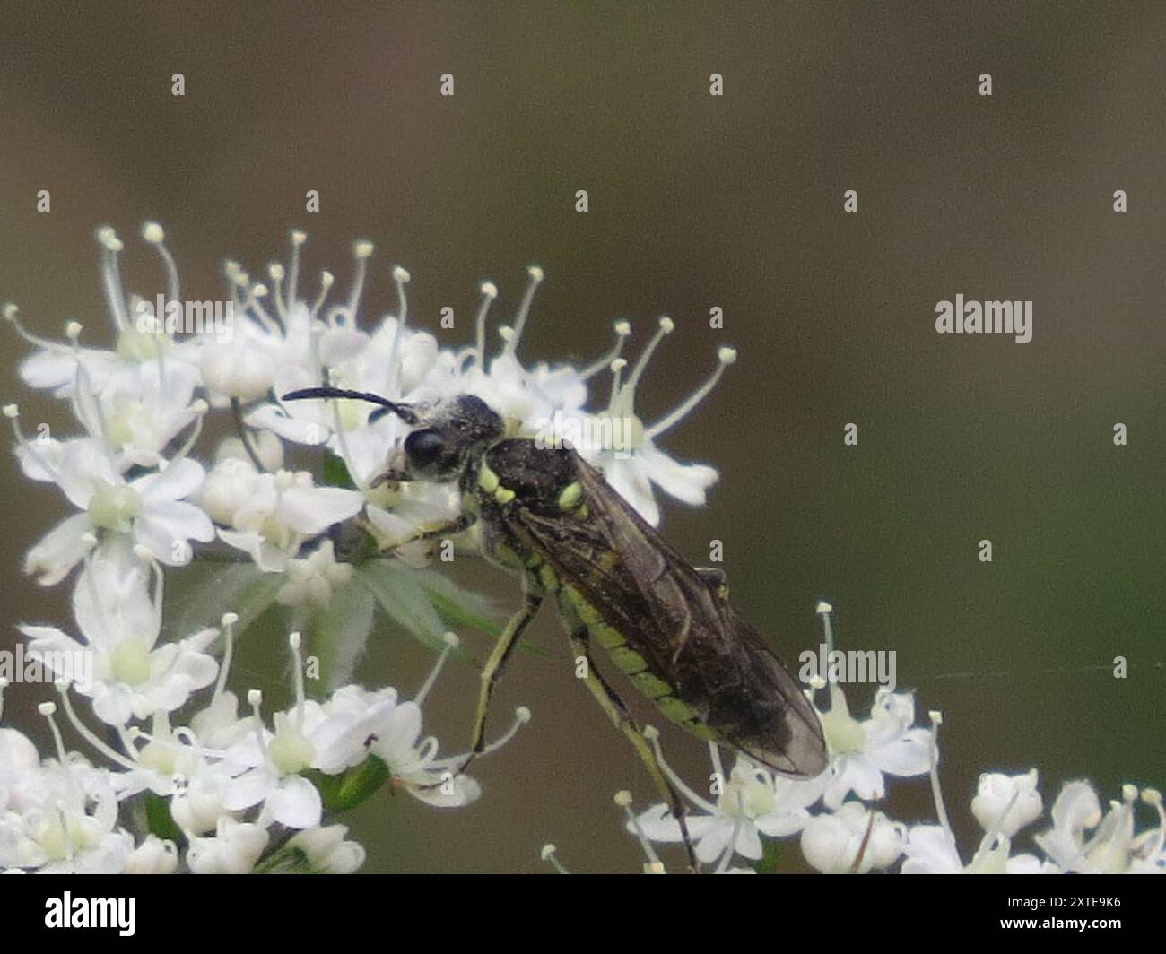 Clover sawfly hi-res stock photography and images - Alamy