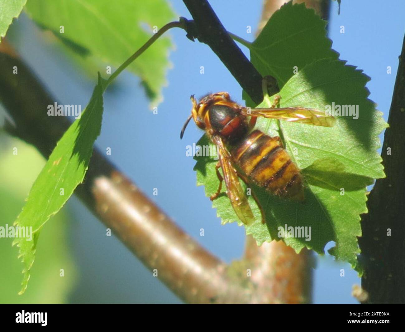 Median Wasp (Dolichovespula media) Insecta Stock Photo - Alamy