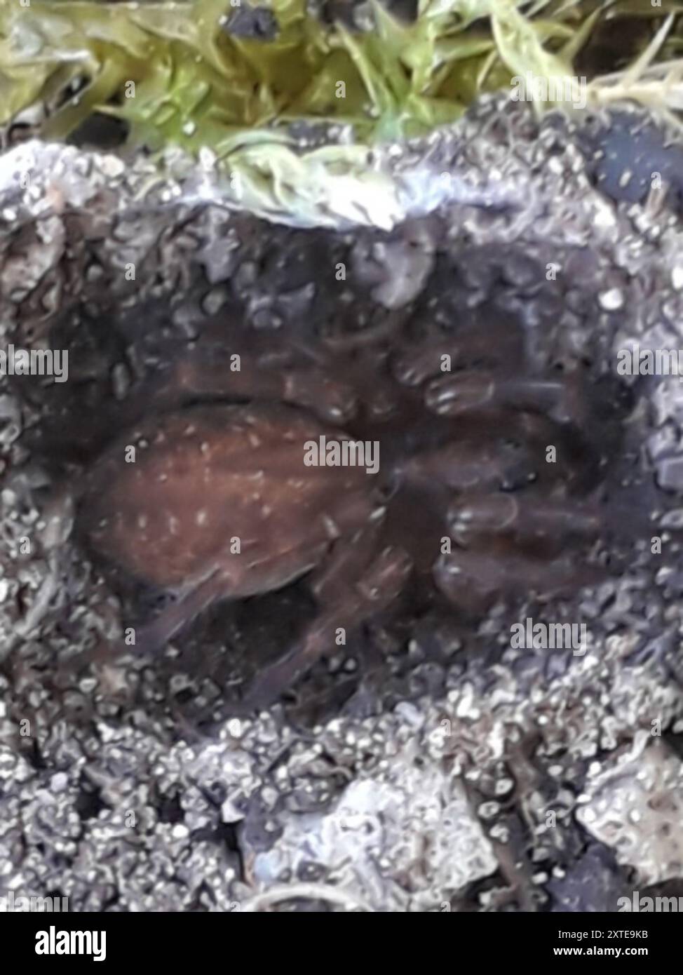 Rustic Wolf Spider (Trochosa ruricola) Arachnida Stock Photo - Alamy