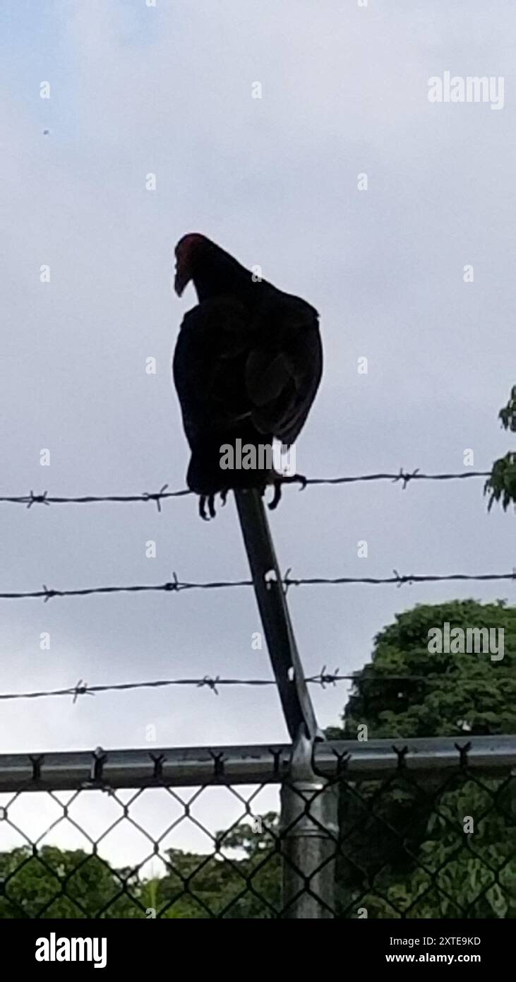 Lesser Yellow-headed Vulture (Cathartes burrovianus) Aves Stock Photo ...