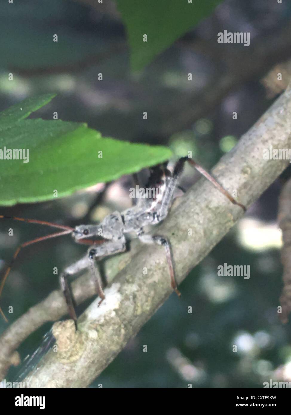 North American Wheel Bug (Arilus cristatus) Insecta Stock Photo - Alamy