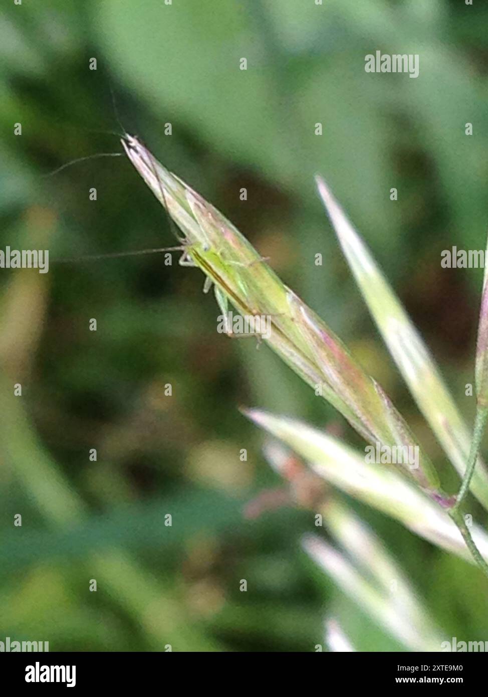 Common Meadow Katydids (Conocephalini) Insecta Stock Photo - Alamy