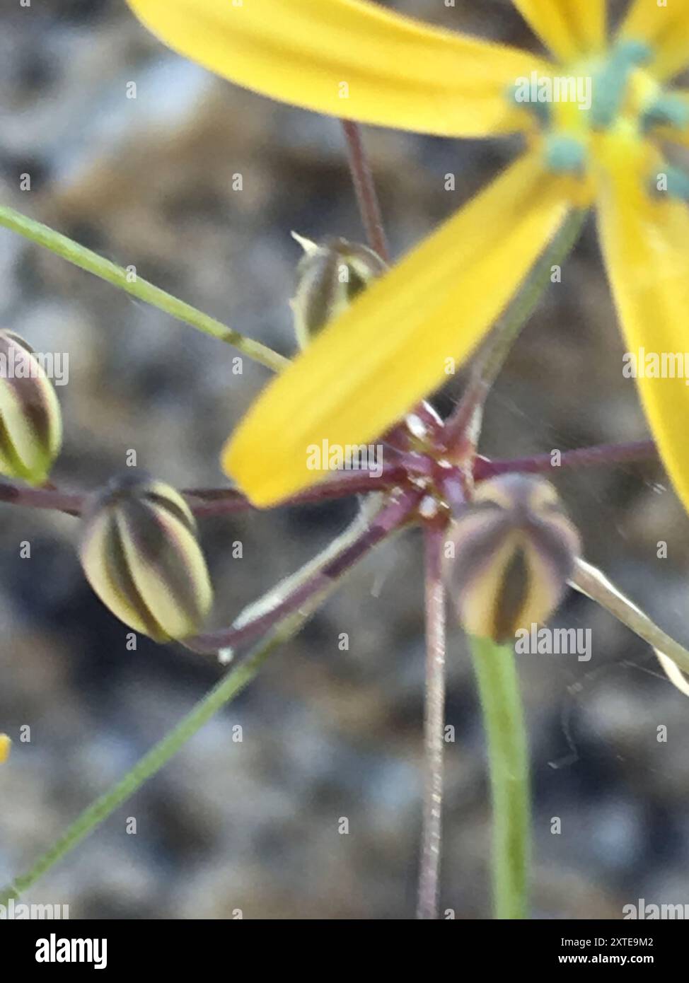 goldenstar (Bloomeria crocea) Plantae Stock Photo - Alamy