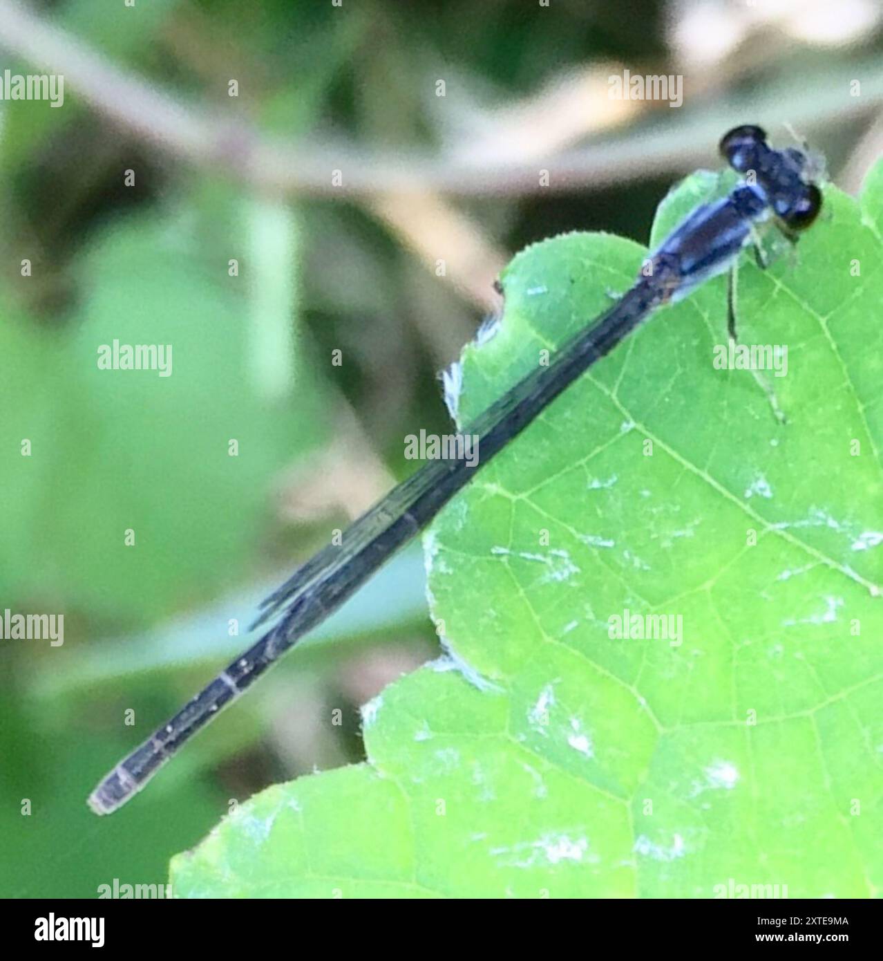 Fragile Forktail (Ischnura posita) Insecta Stock Photo - Alamy