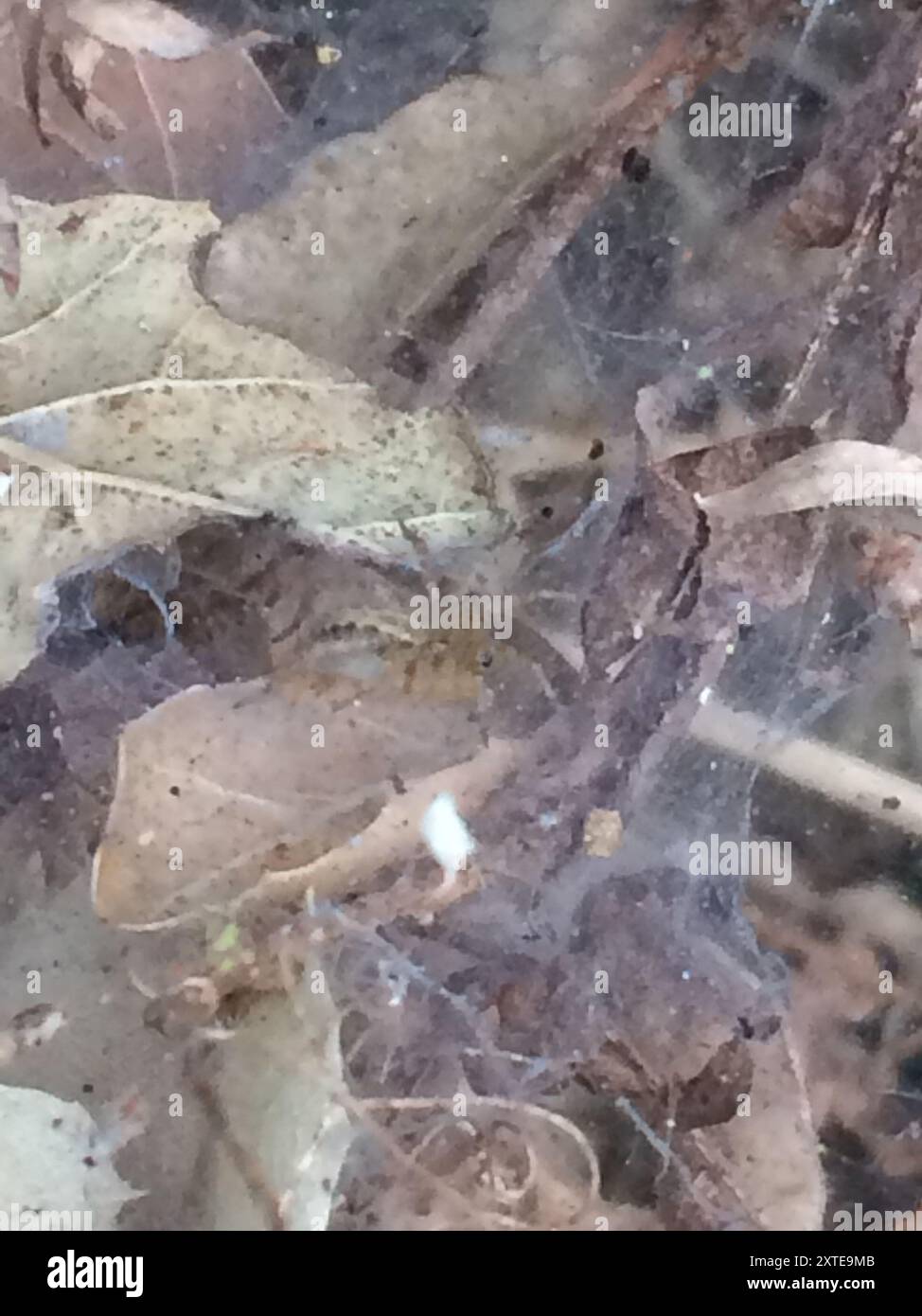 Funnel Weavers (Agelenidae) Arachnida Stock Photo - Alamy