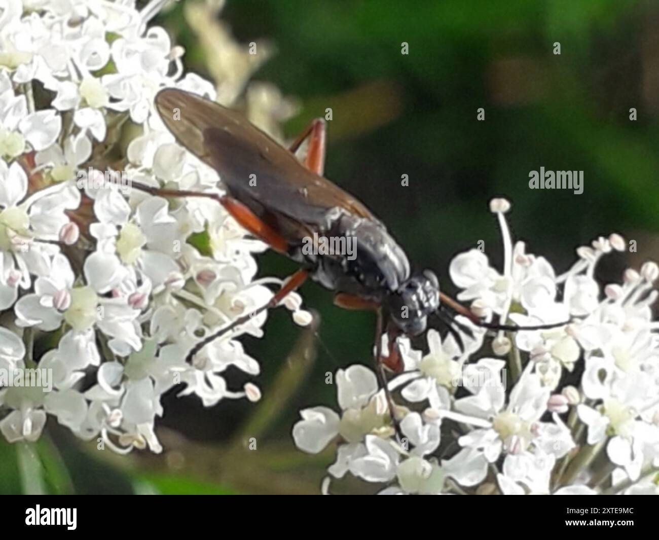 Blue Long-horned Snailkiller (Sepedon sphegea) Insecta Stock Photo - Alamy