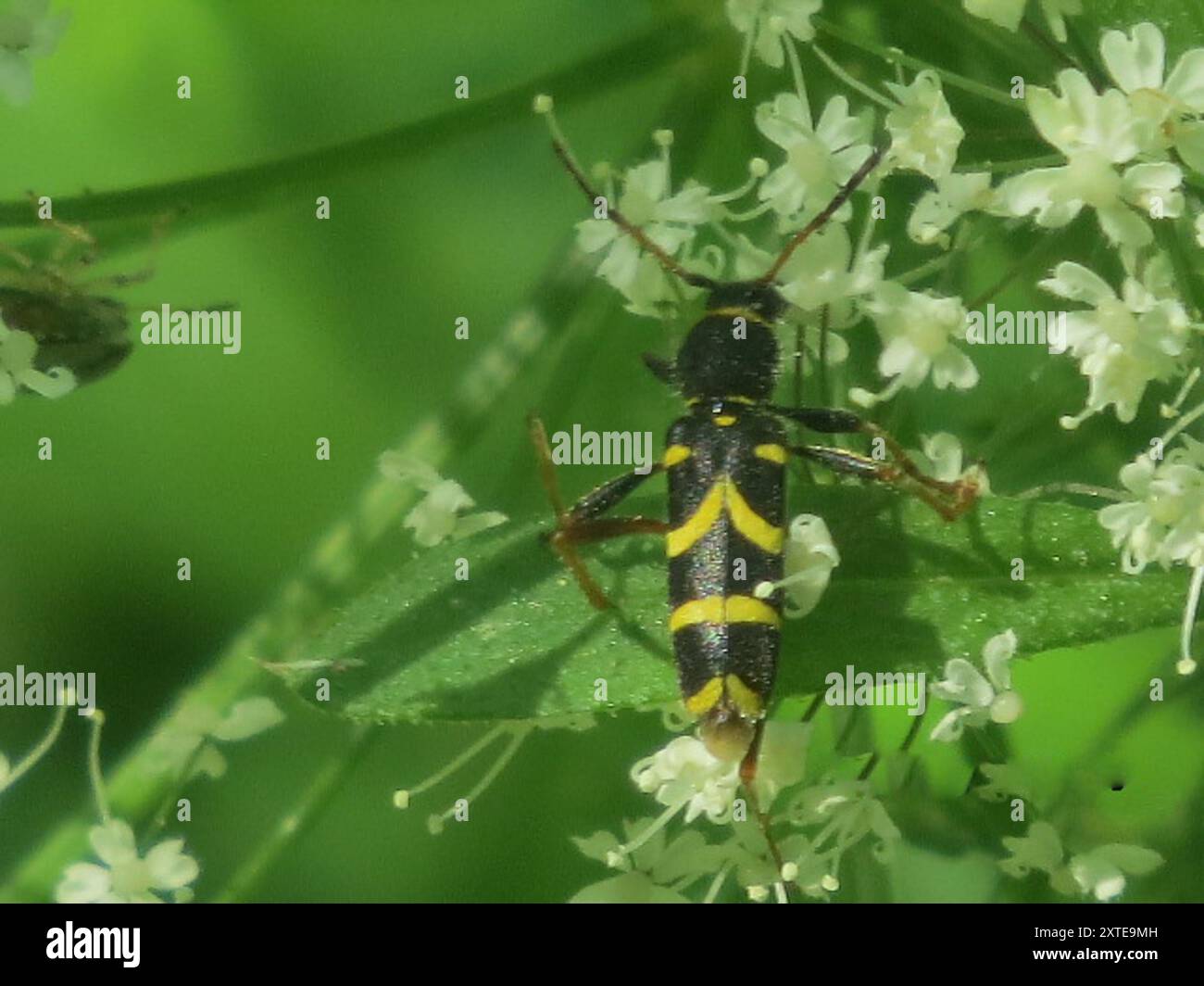 Wasp Beetle (Clytus arietis) Insecta Stock Photo - Alamy