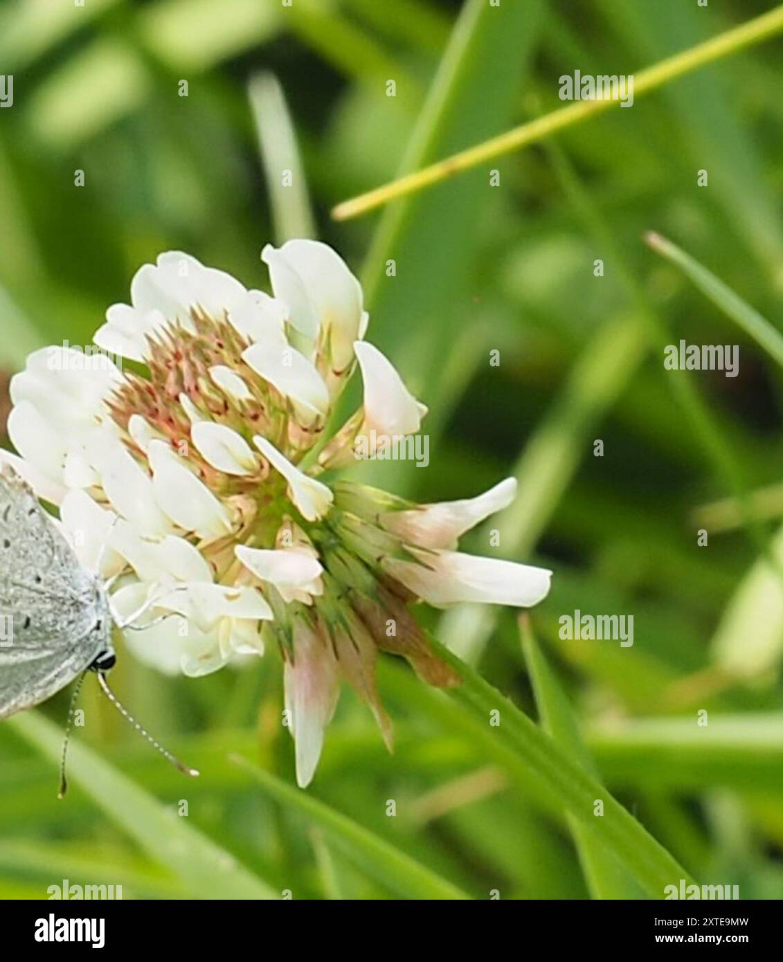 white clover (Trifolium repens) Plantae Stock Photo - Alamy