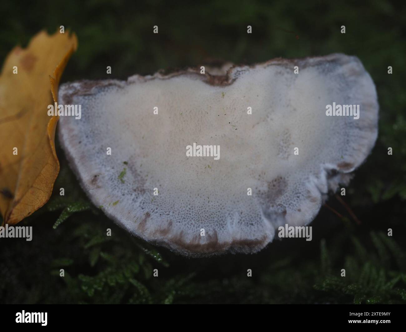 shelf fungi (Polyporales) Fungi Stock Photo - Alamy