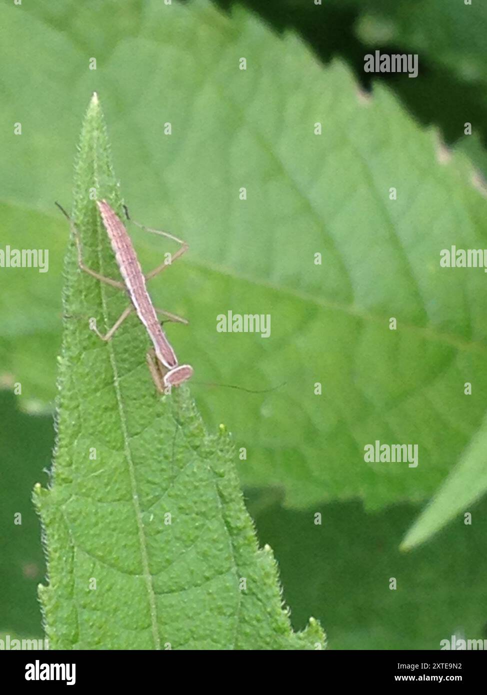 Chinese Mantis (Tenodera sinensis) Insecta Stock Photo - Alamy