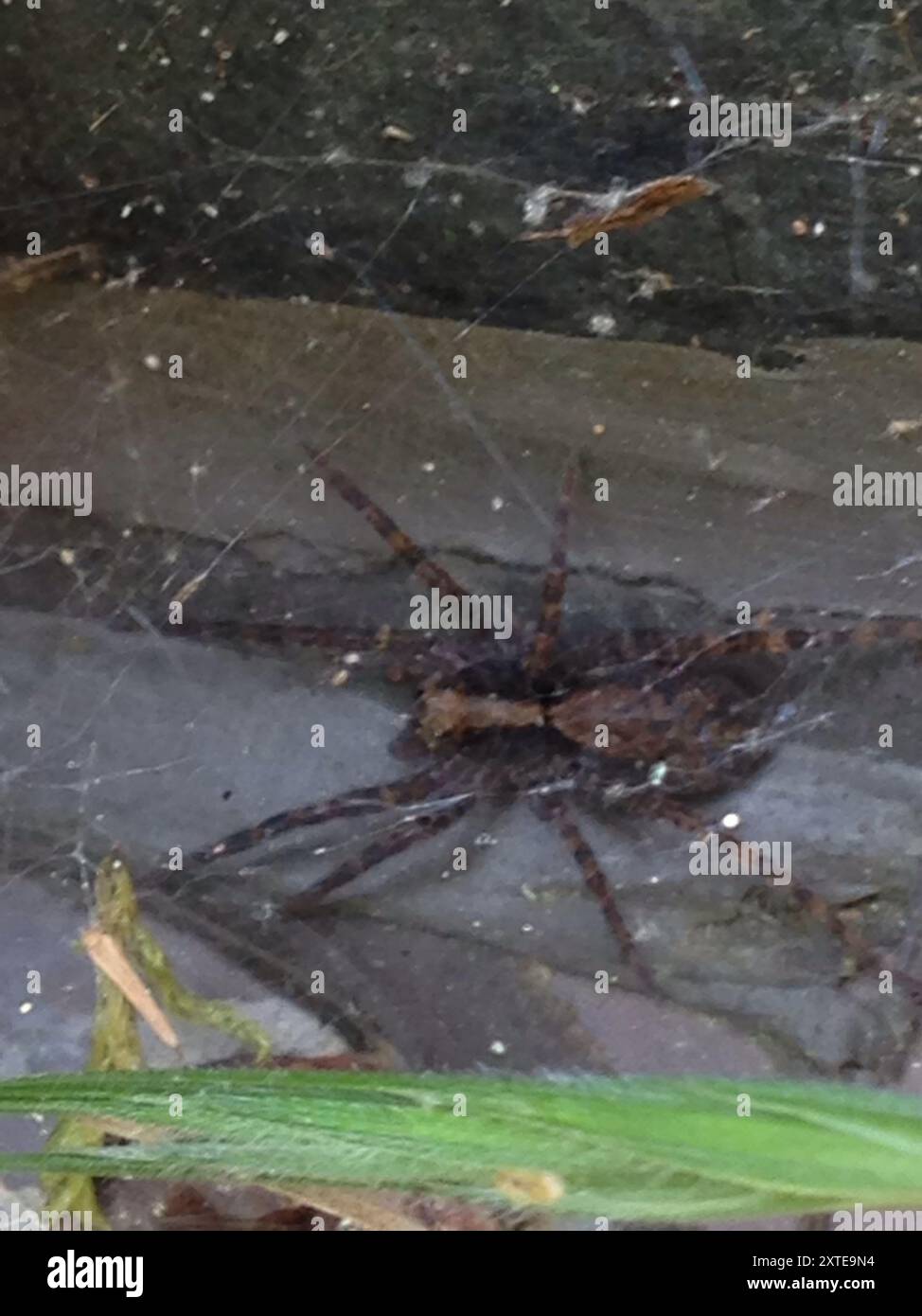 Wolf Spiders and Allies (Lycosoidea) Arachnida Stock Photo - Alamy