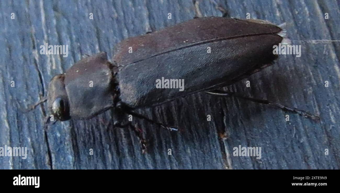 Black Fire Beetle (Melanophila acuminata) Insecta Stock Photo - Alamy