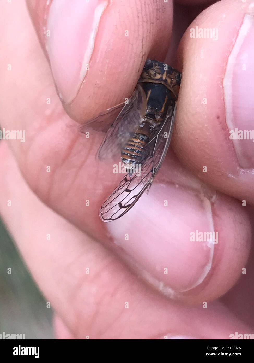 Little mesquite cicada (Pacarina puella) Insecta Stock Photo - Alamy