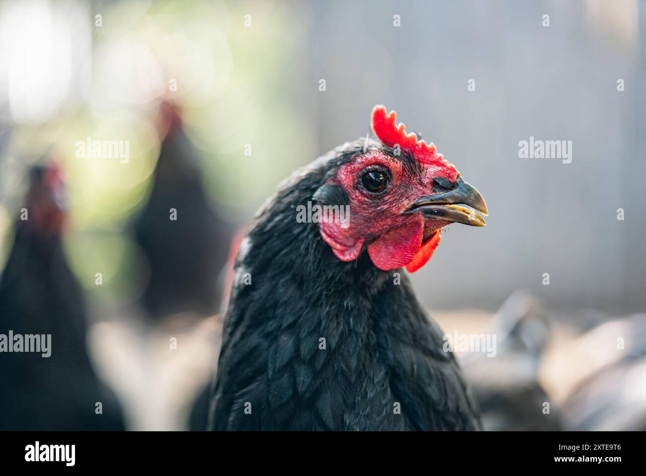 Red comb hi-res stock photography and images - Alamy