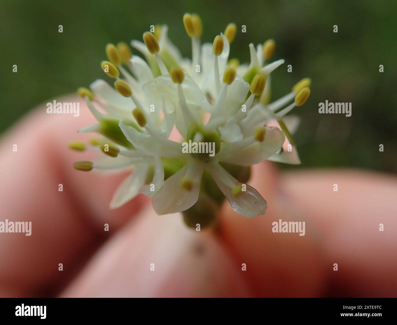 Sticky False Asphodel (Triantha glutinosa) Plantae Stock Photo - Alamy