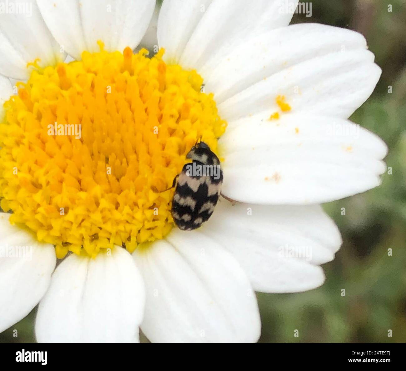 Attagenus trifasciatus hi-res stock photography and images - Alamy