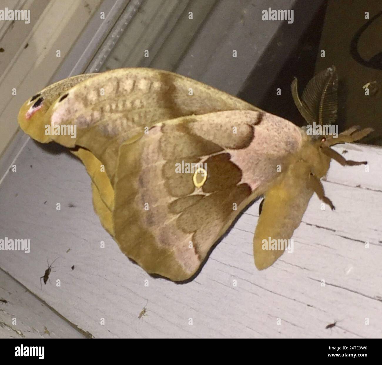Polyphemus Moth (Antheraea polyphemus) Insecta Stock Photo - Alamy