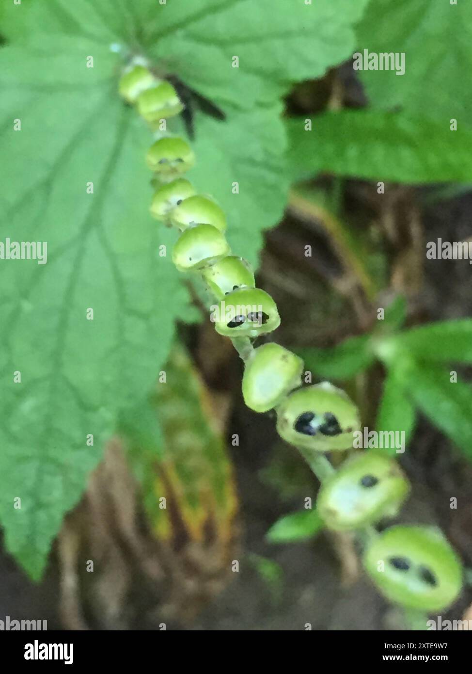 twoleaf miterwort (Mitella diphylla) Plantae Stock Photo - Alamy