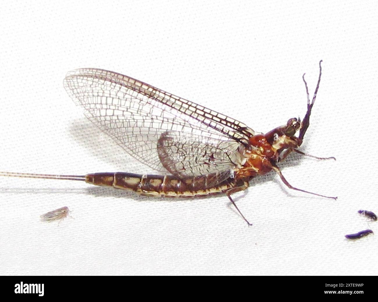 Giant Mayflies (Hexagenia) Insecta Stock Photo - Alamy