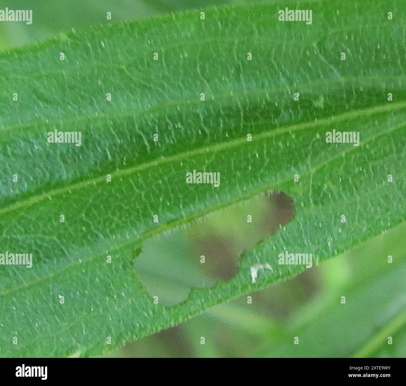 Crowded Flea Beetle (Ophraella conferta) Insecta Stock Photo - Alamy
