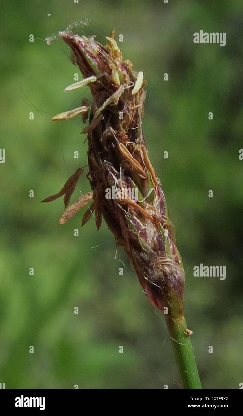 Common Spike-rush (Eleocharis palustris) Plantae Stock Photo - Alamy
