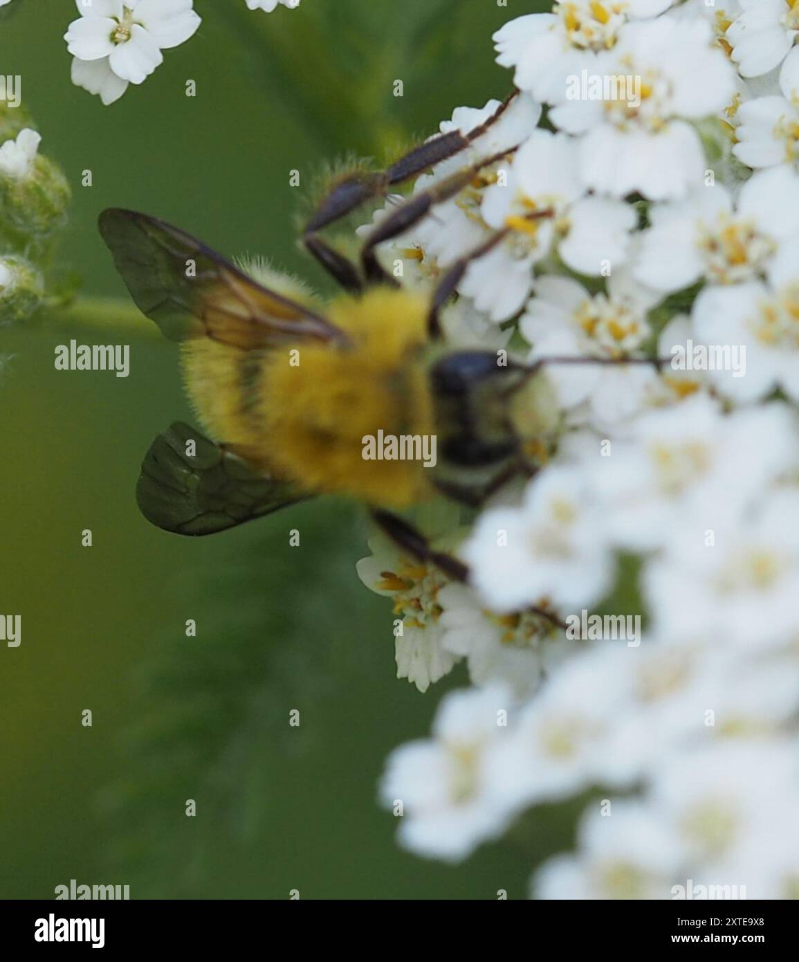 Perplexing Bumble Bee (Bombus perplexus) Insecta Stock Photo - Alamy