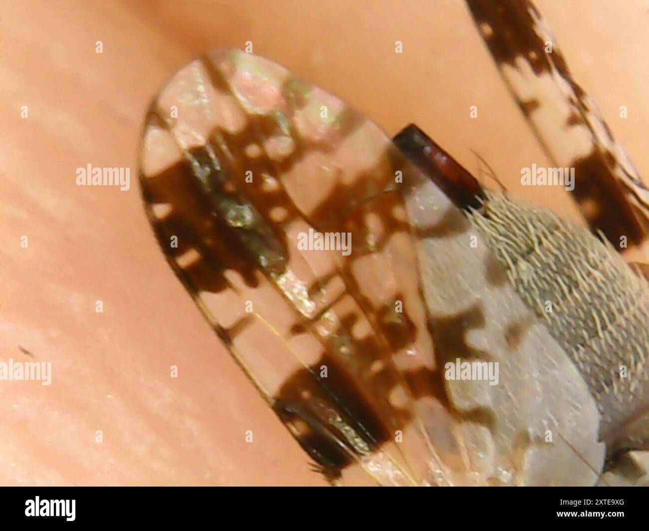 (Tephritis dilacerata) Insecta Stock Photo - Alamy