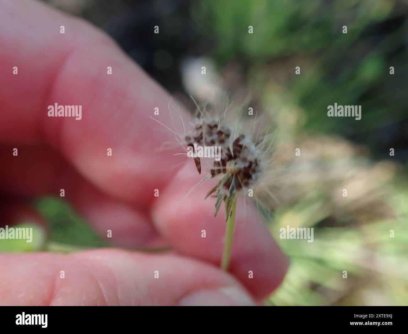 Lettuce, Chicory, Dandelion and Salsify Tribe (Cichorieae) Plantae ...
