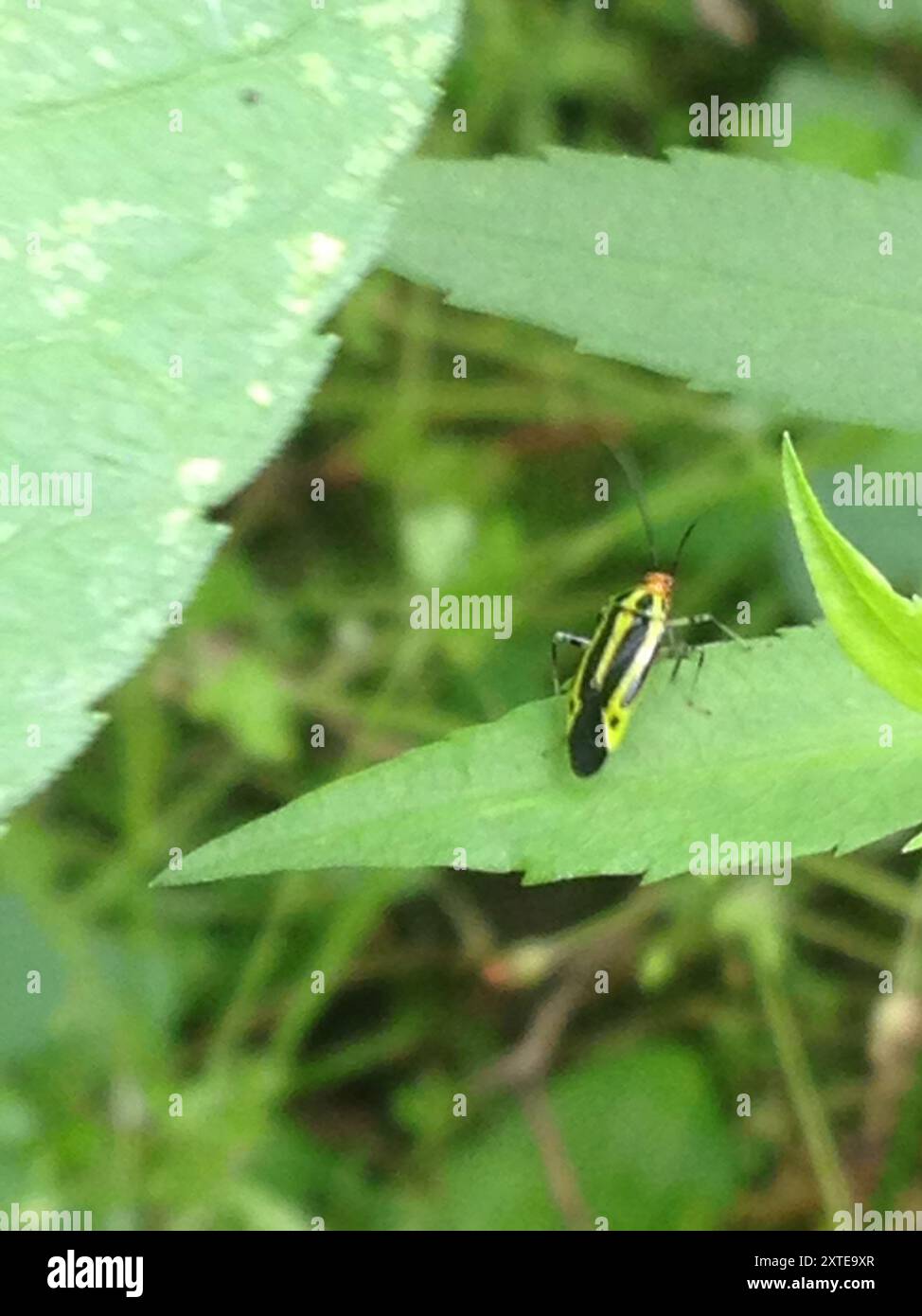 Four-lined Plant Bug (Poecilocapsus lineatus) Insecta Stock Photo - Alamy