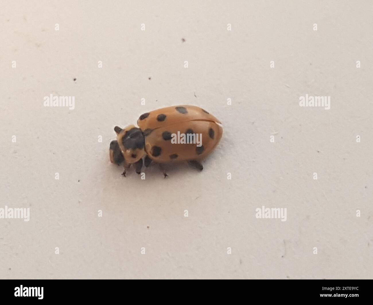 Thirteen-spotted Lady Beetle (Hippodamia tredecimpunctata) Insecta ...