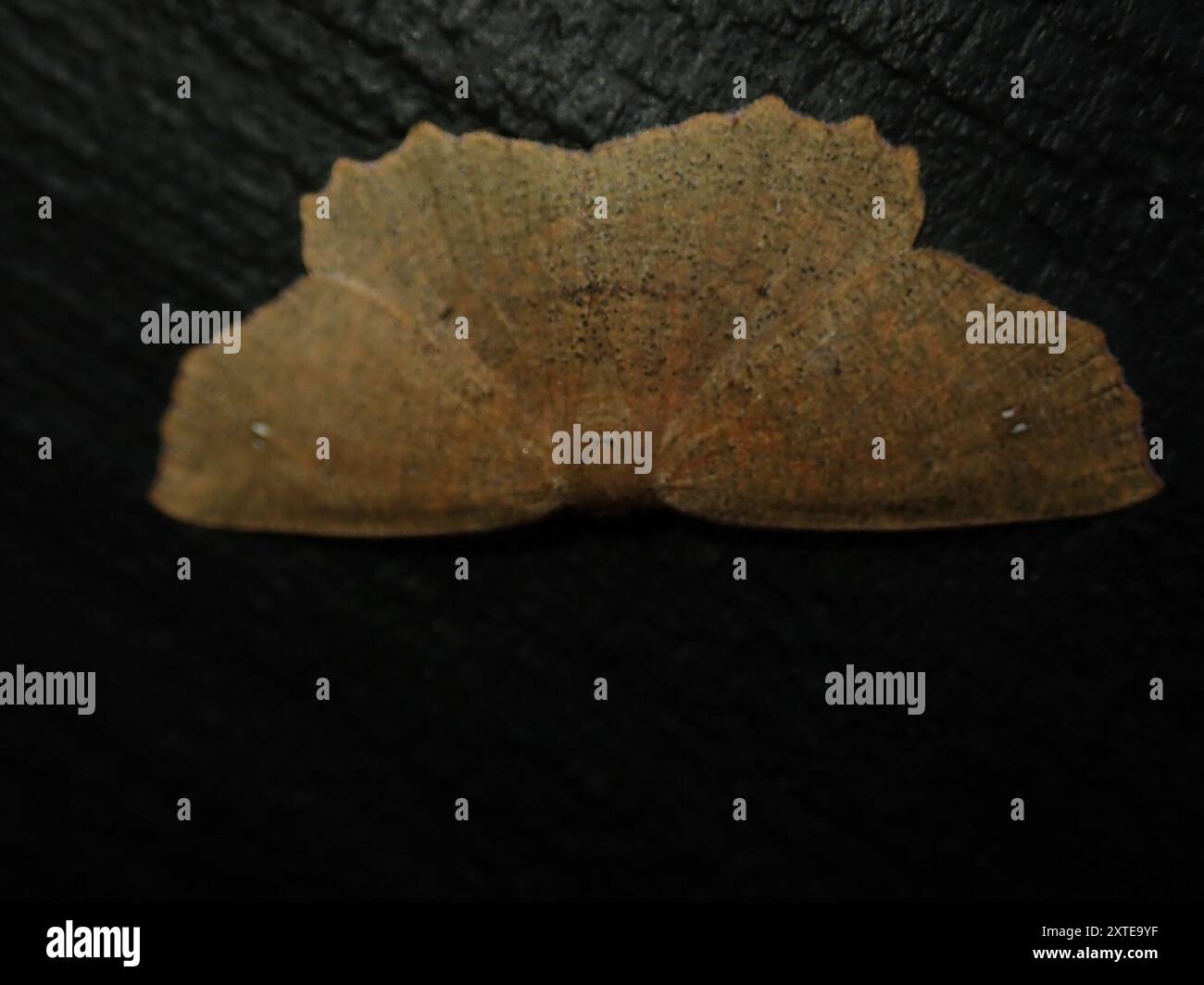 Tarata Looper (Xyridacma ustaria) Insecta Stock Photo - Alamy