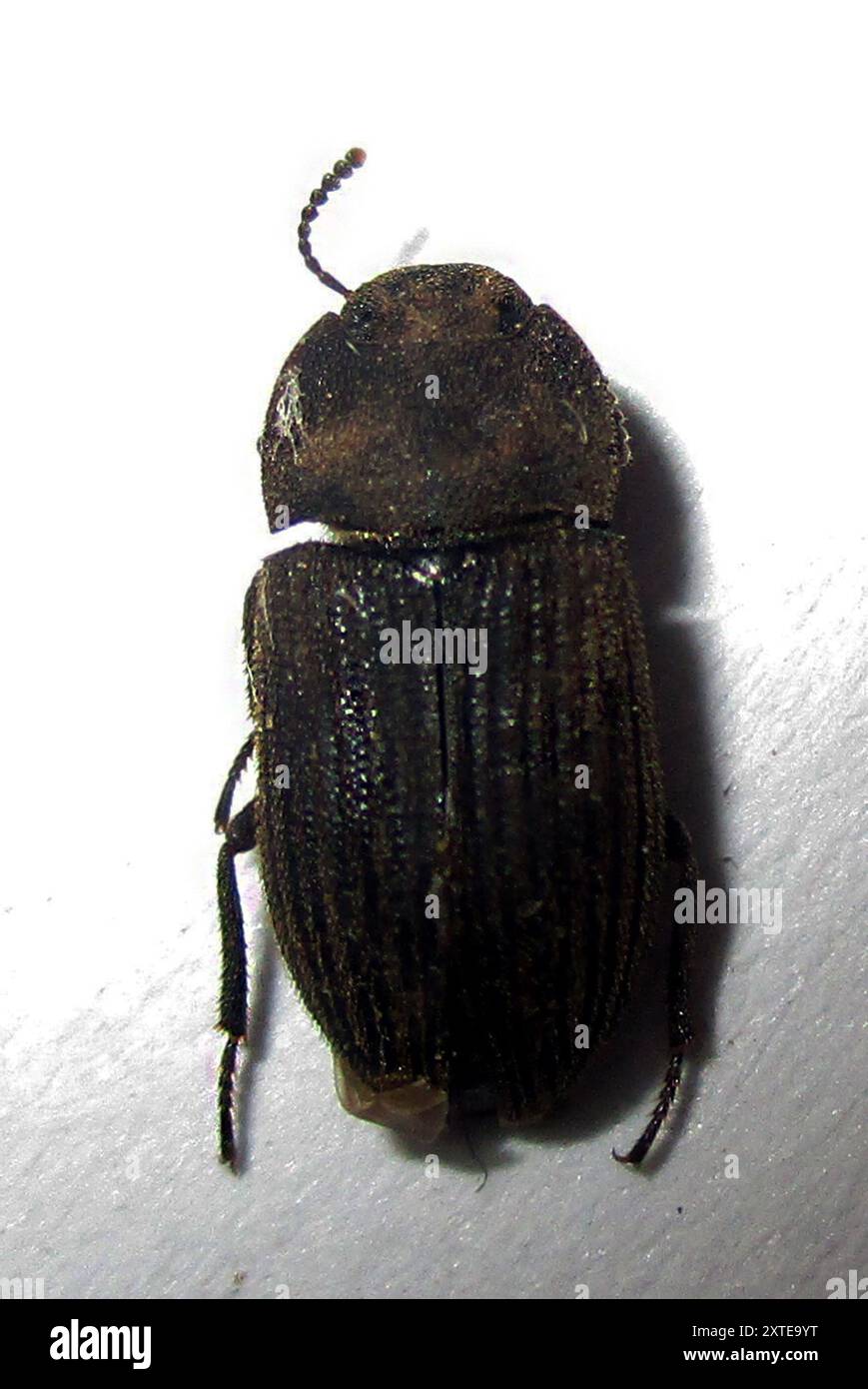 Darkling Beetles (Tenebrionidae) Insecta Stock Photo - Alamy