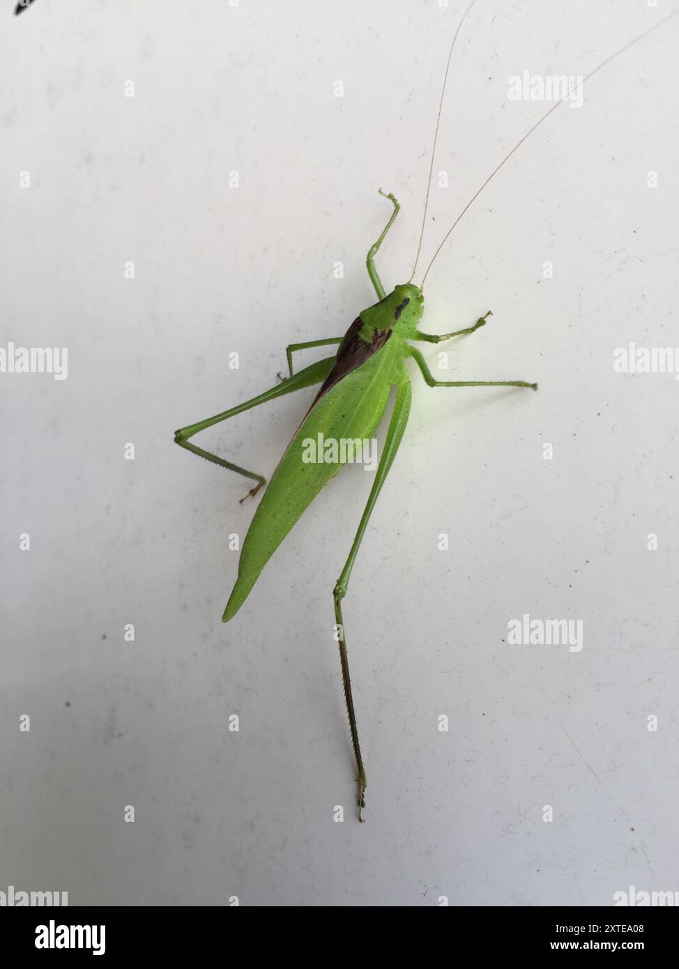 Oblong-winged Katydids (Amblycorypha oblongifolia) Insecta Stock Photo ...