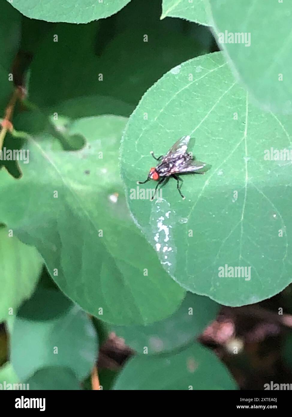 Common Flesh Flies (Sarcophaga) Insecta Stock Photo - Alamy
